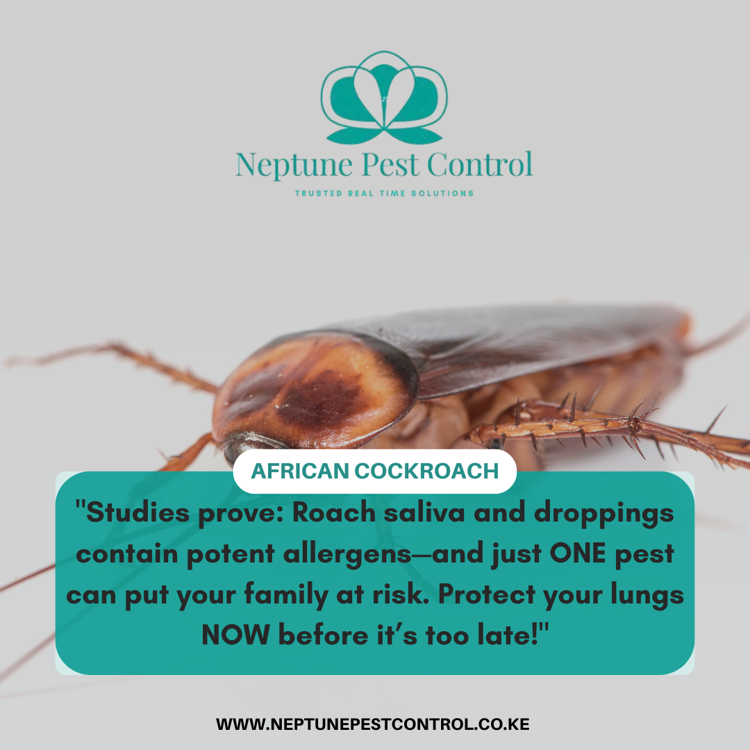 Why Cockroaches Keep Coming Back After Spraying | Nairobi Homes ...